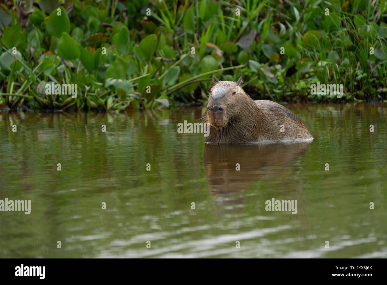 Capybara hydrochoerus hydrochaeris bathing hi-res stock photography and ...