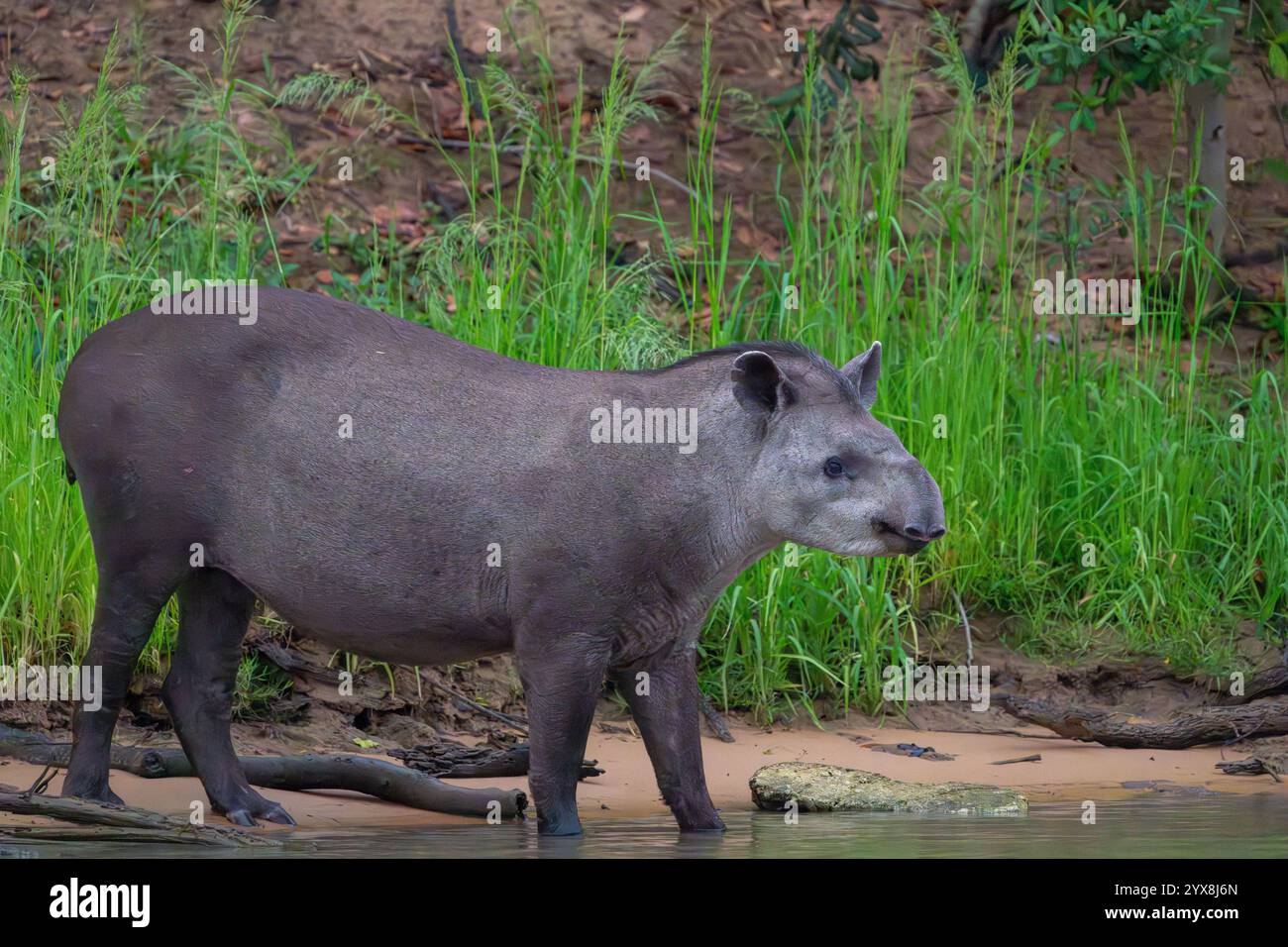 South American tapir comes out of jungle to the Piquiri River to drink ...