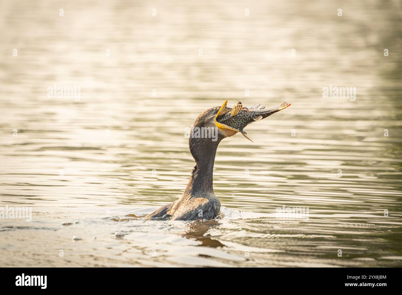 Cormorant with fish catch mouthful with beak wide open in river in the ...