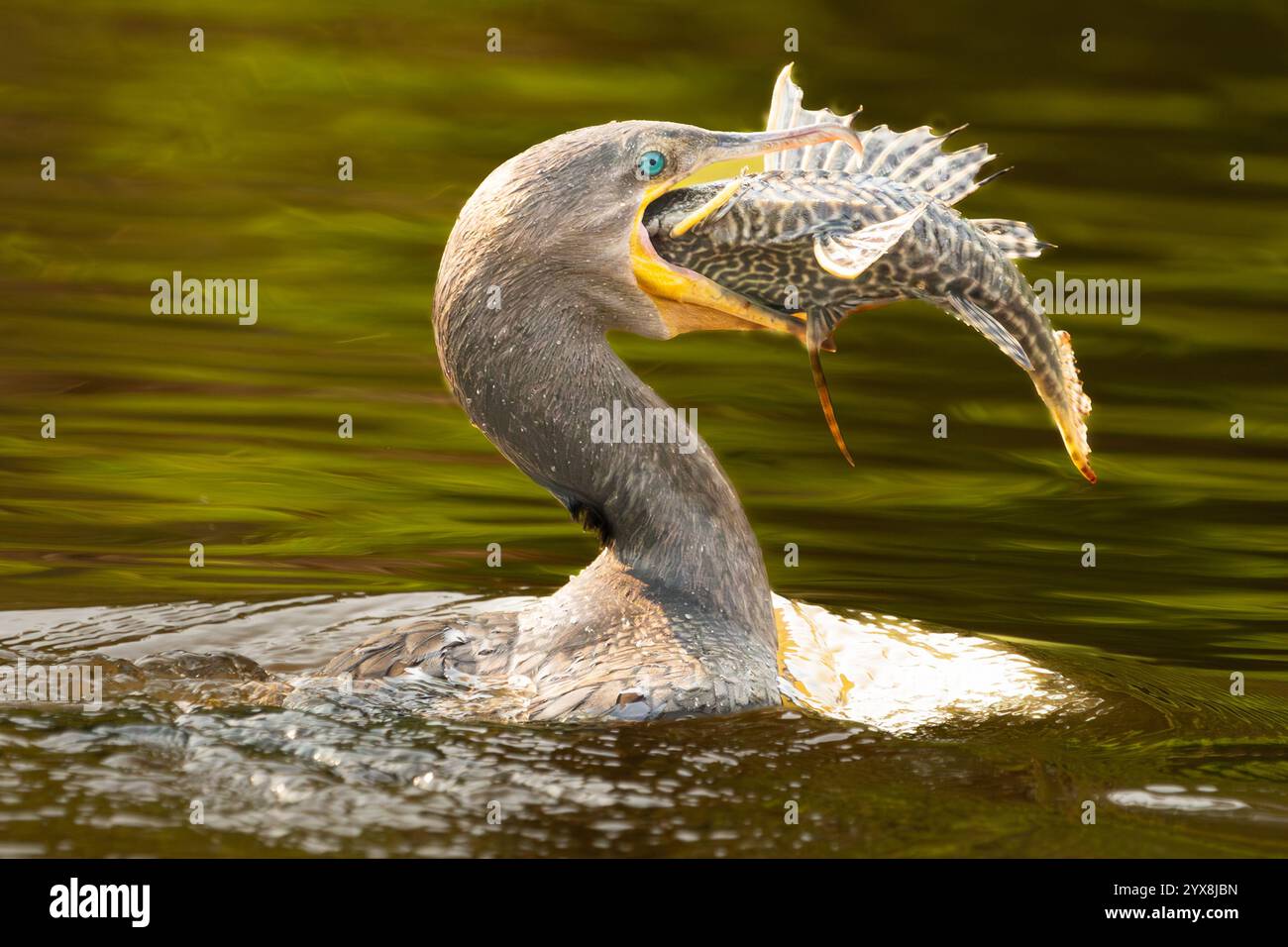 Cormorant with fish catch in river in the Pantanal Brazil Stock Photo ...