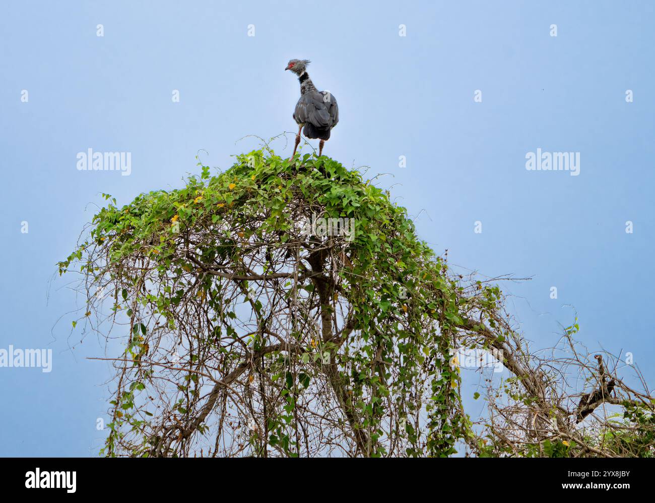 Southern screamer perched on top of tree in the Pantanal Brazil Stock ...