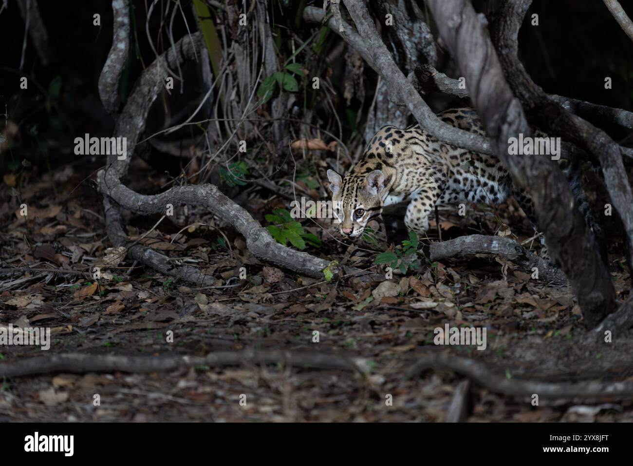 Wildlifeamerica hi-res stock photography and images - Alamy