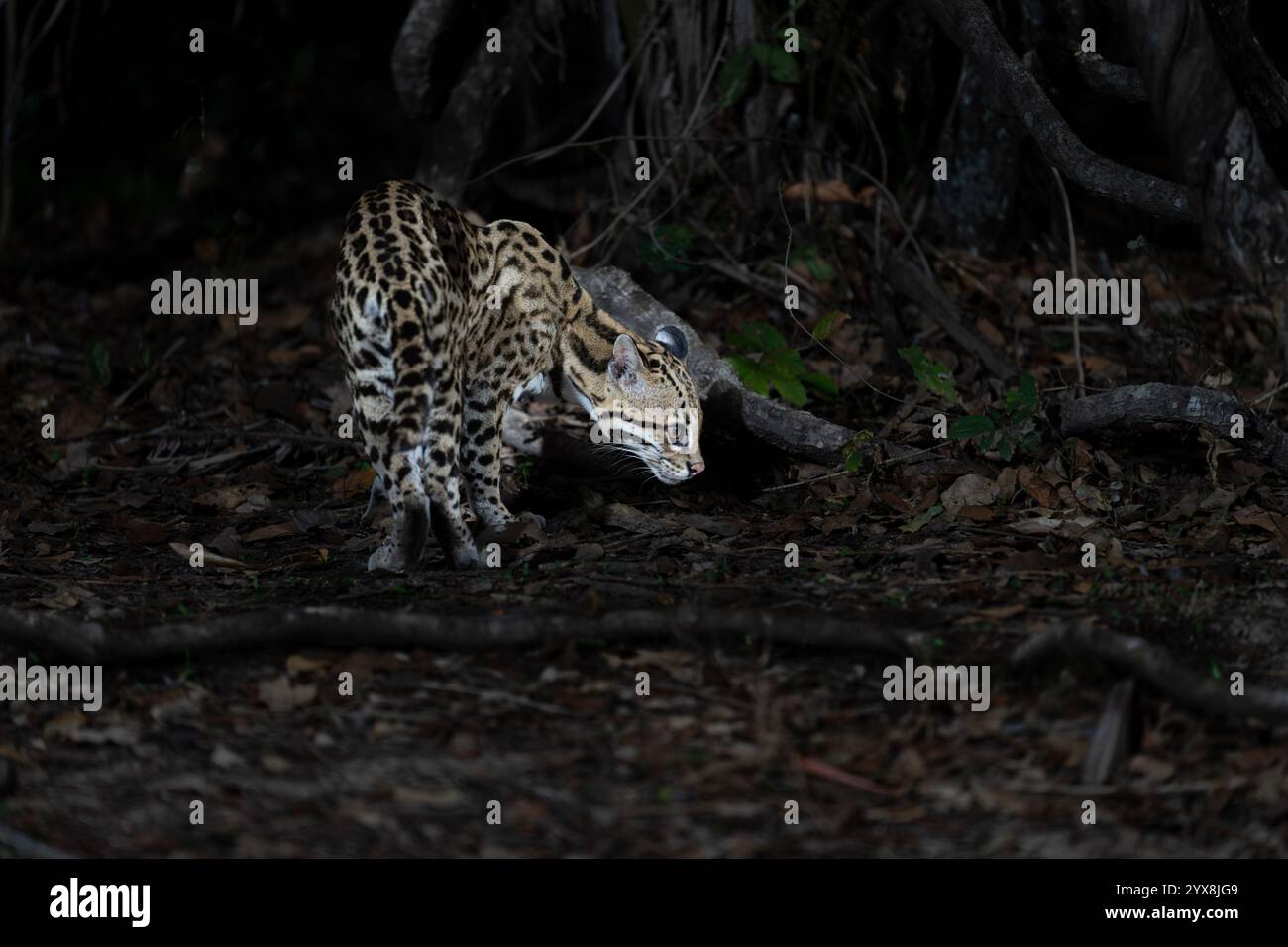 Wildlifeamerica hi-res stock photography and images - Alamy