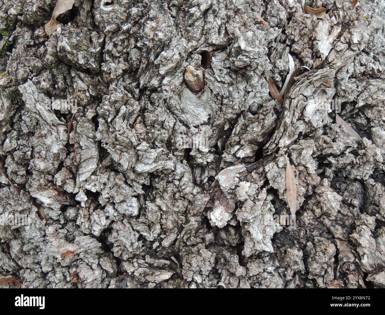 textured tree bark with curves and growths close-up full frame ...