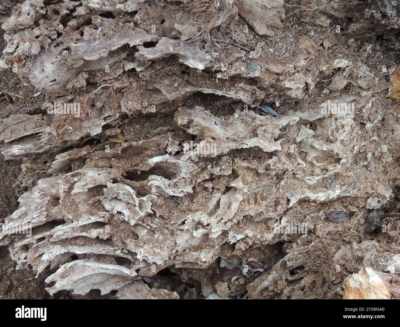 the flesh of an old rotten tree trunk with a beautiful expressive ...