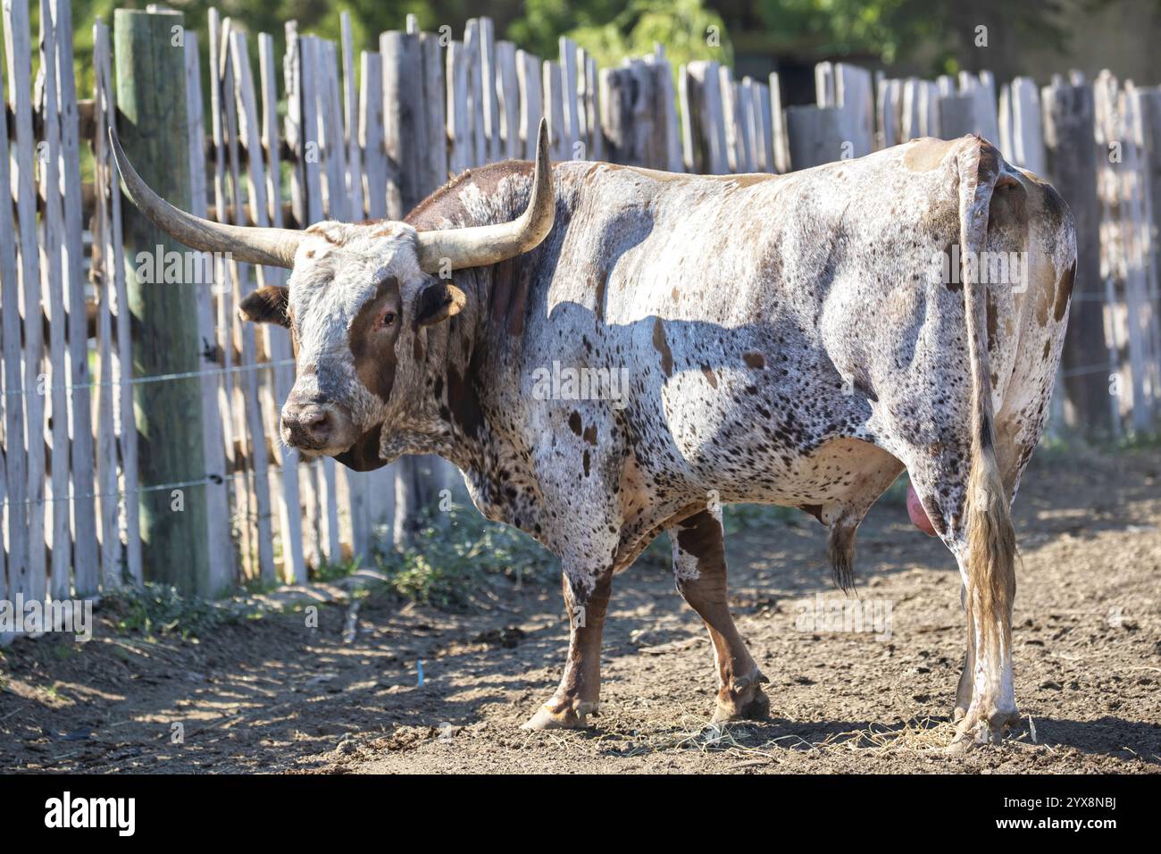 A Texas Longhorn Bull prominently featured in a rustic and authentic ...