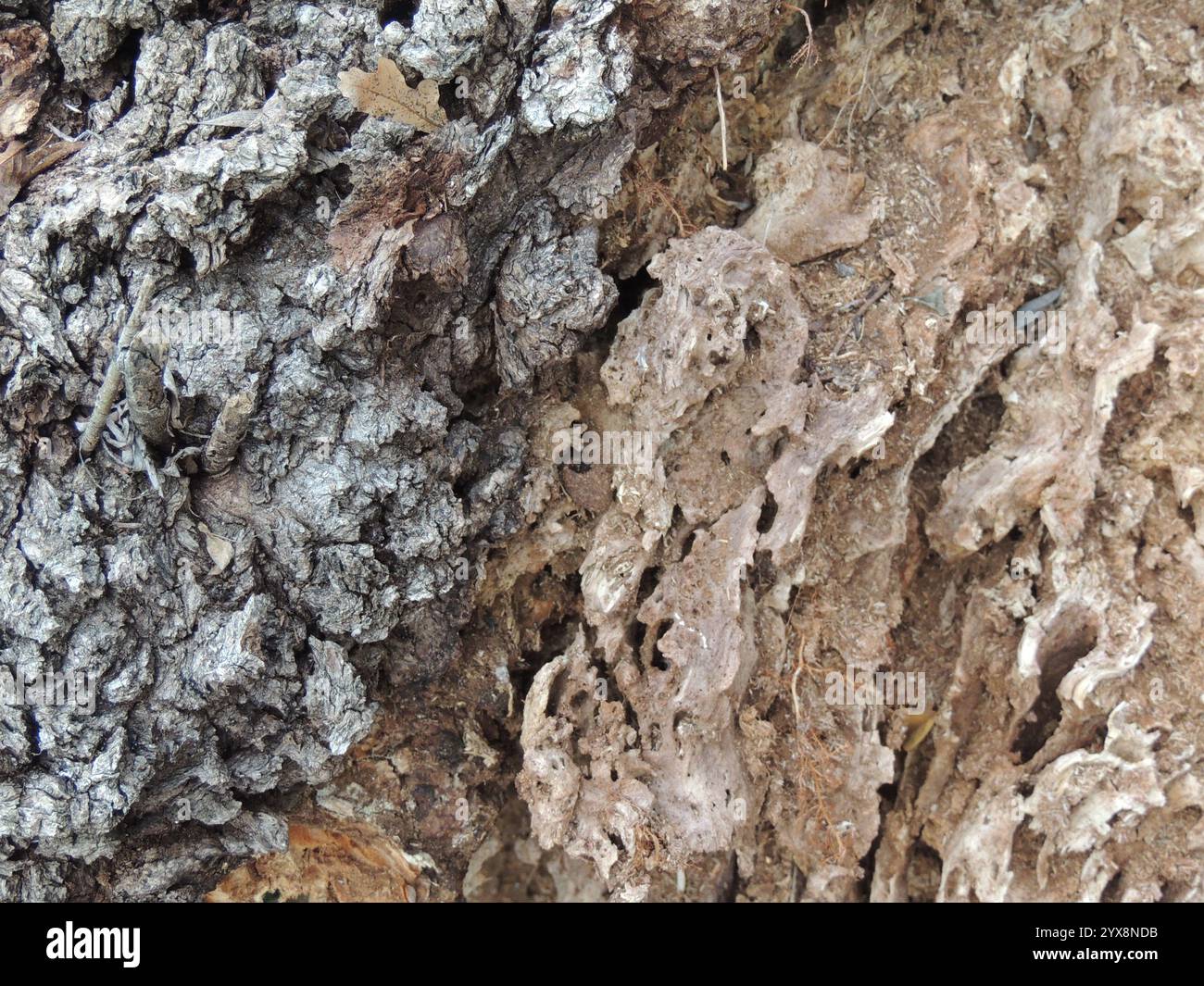 tree bark texture with partially visible trunk without bark, background ...