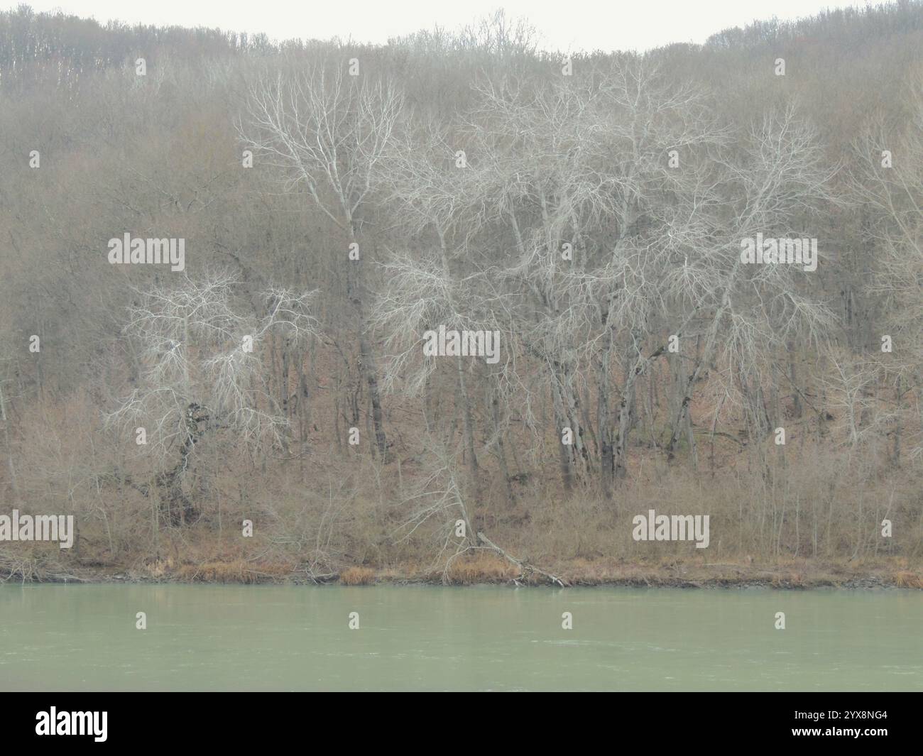 Beautiful mountain forest smooth trunks hi-res stock photography and ...