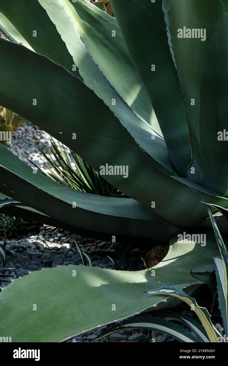 Detail of the leaf structure of a giant agave, Agave salmiana, also ...