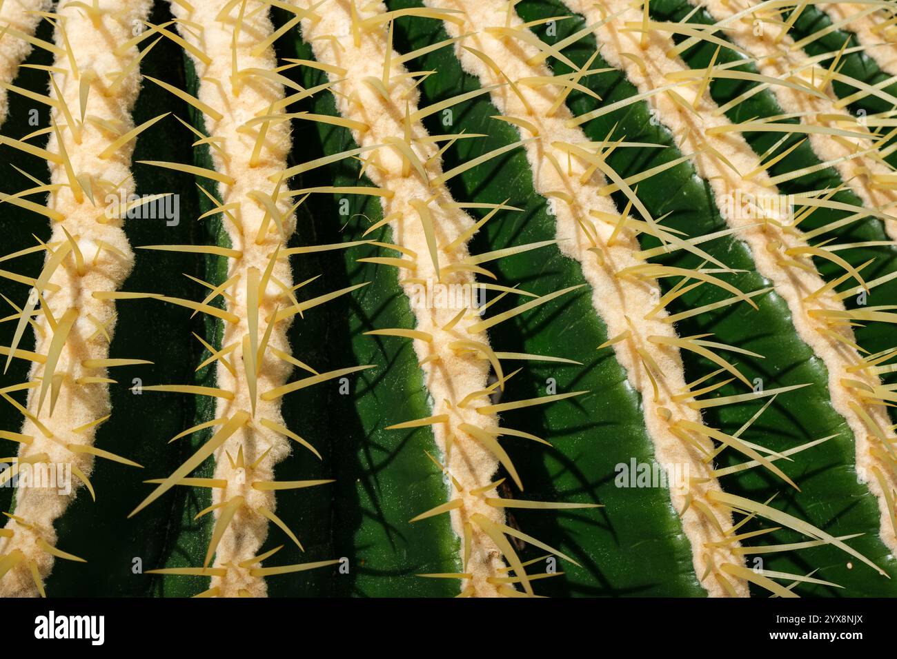 Golden barrel cactus, Kroenleinia grusonii, also known colloquially as ...