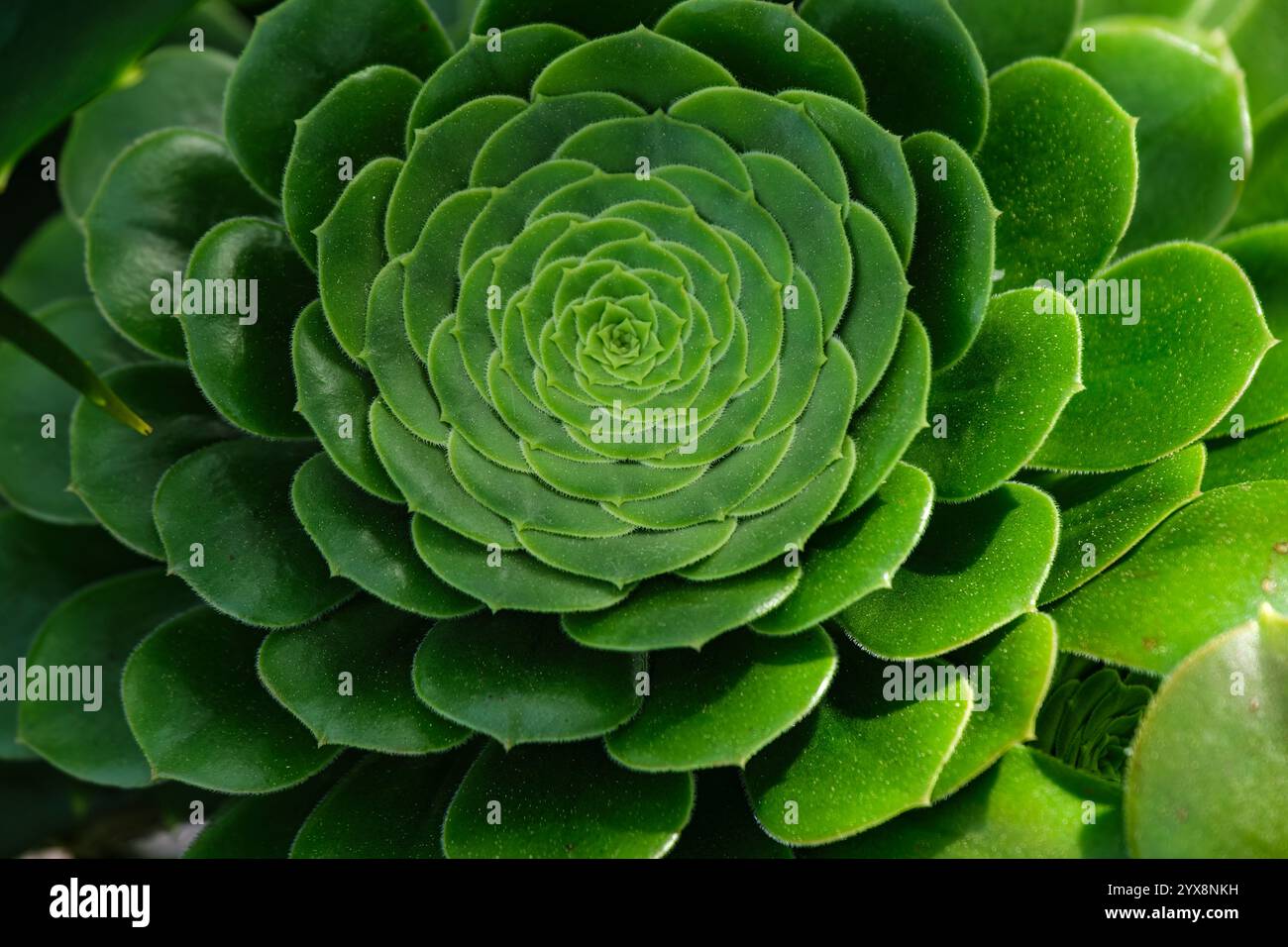 Structure of the leaf rosette of an Aeonium species, Plant House ...