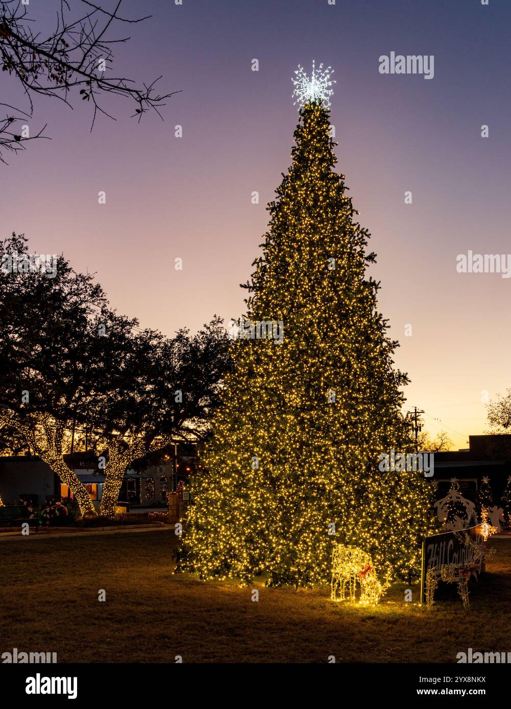 Where Is Twinkling Tree Located