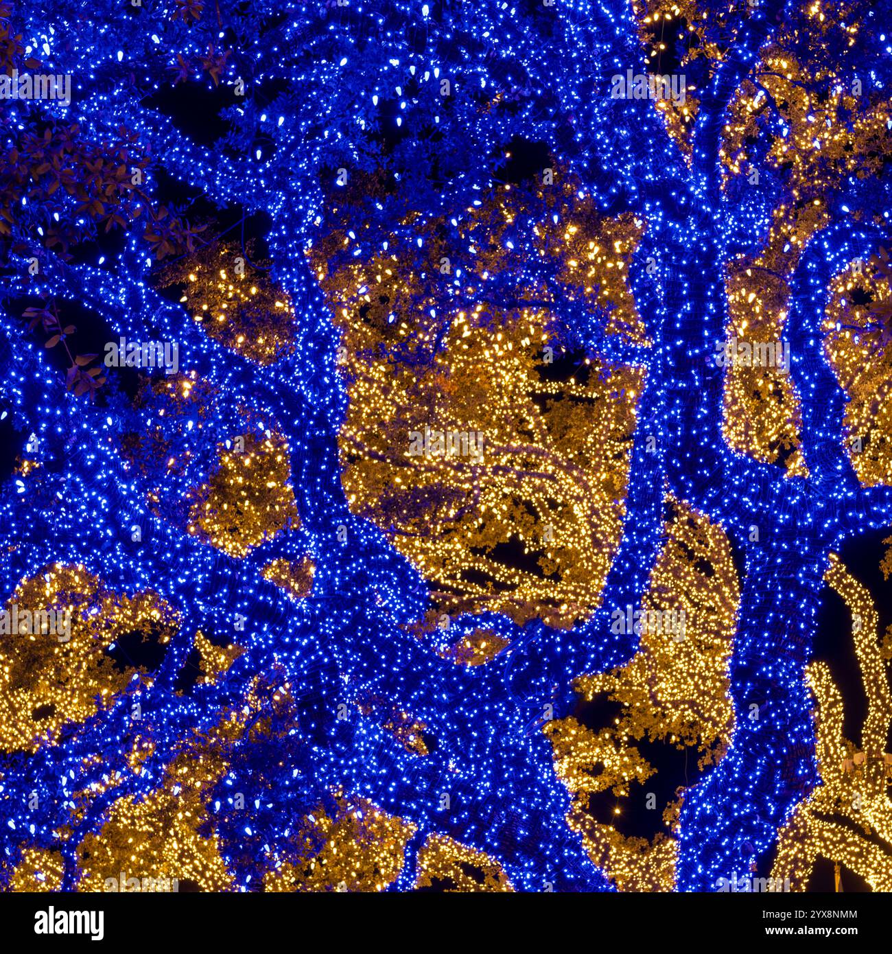 Twinkling lights around tree trunks and branches each Christmas in ...