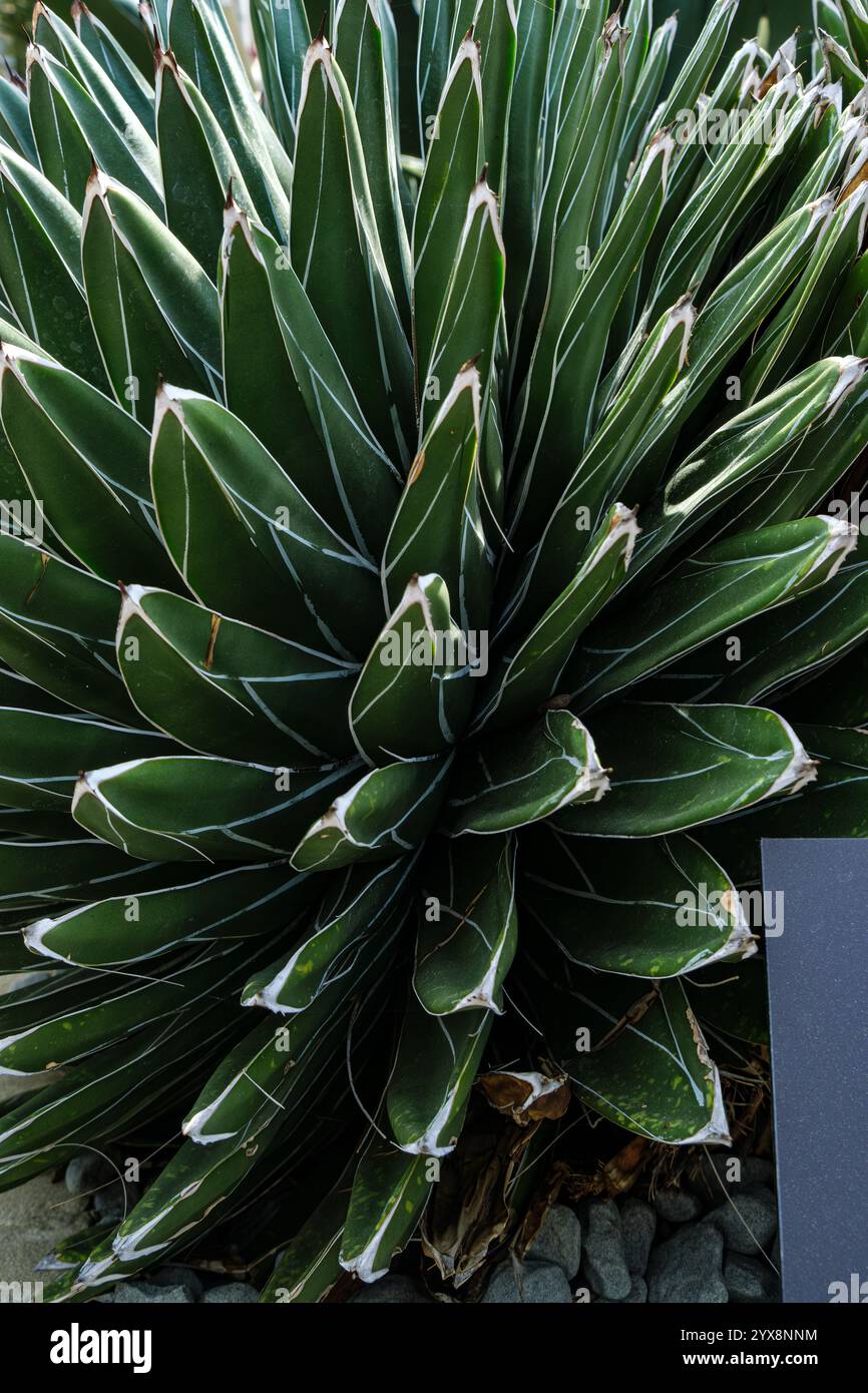 Structure of the leaf rosette of an agave species, Überlingen Plant ...