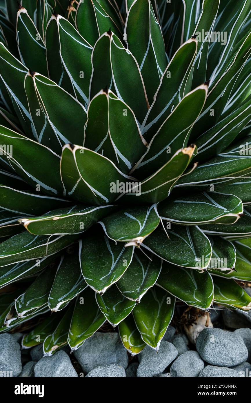 Agave rosette hi-res stock photography and images - Alamy
