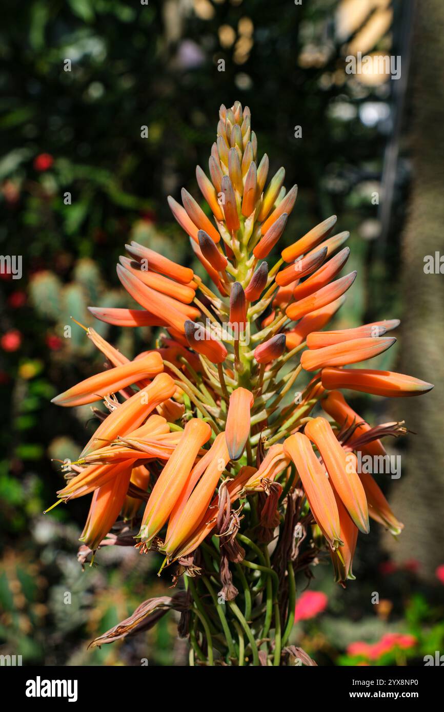Inflorescence of a flowering Aloe vera, Überlingen Plant House, Baden ...