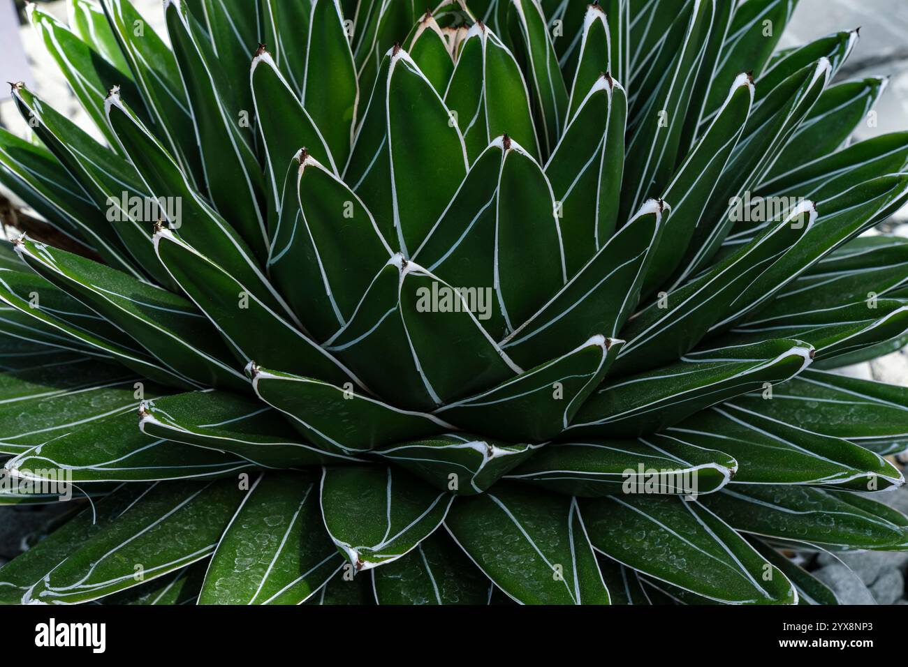 Structure of the leaf rosette of an agave species, Überlingen Plant ...