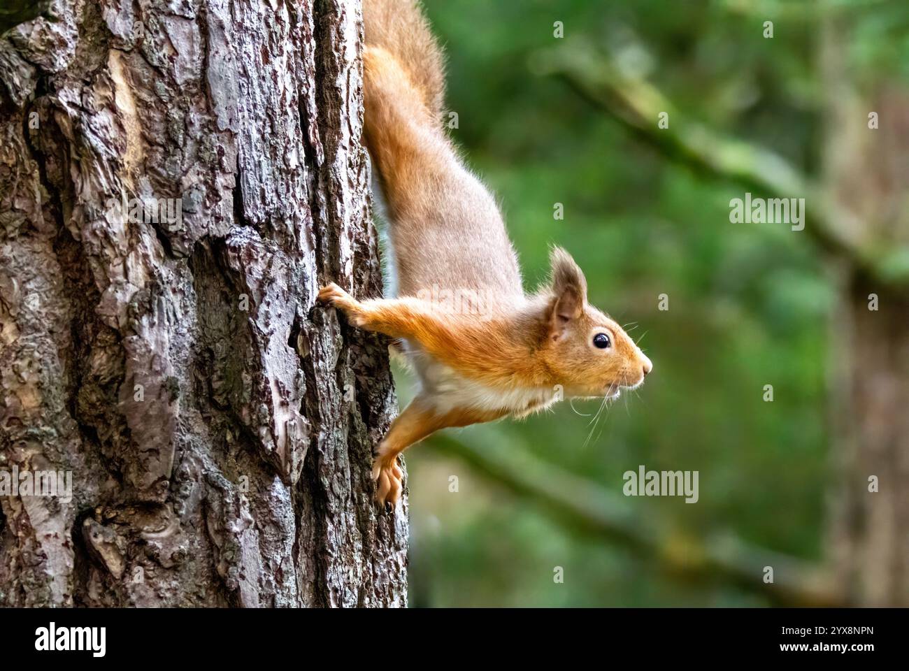 Close up of curious little scottish red squirrel in the forest Stock ...