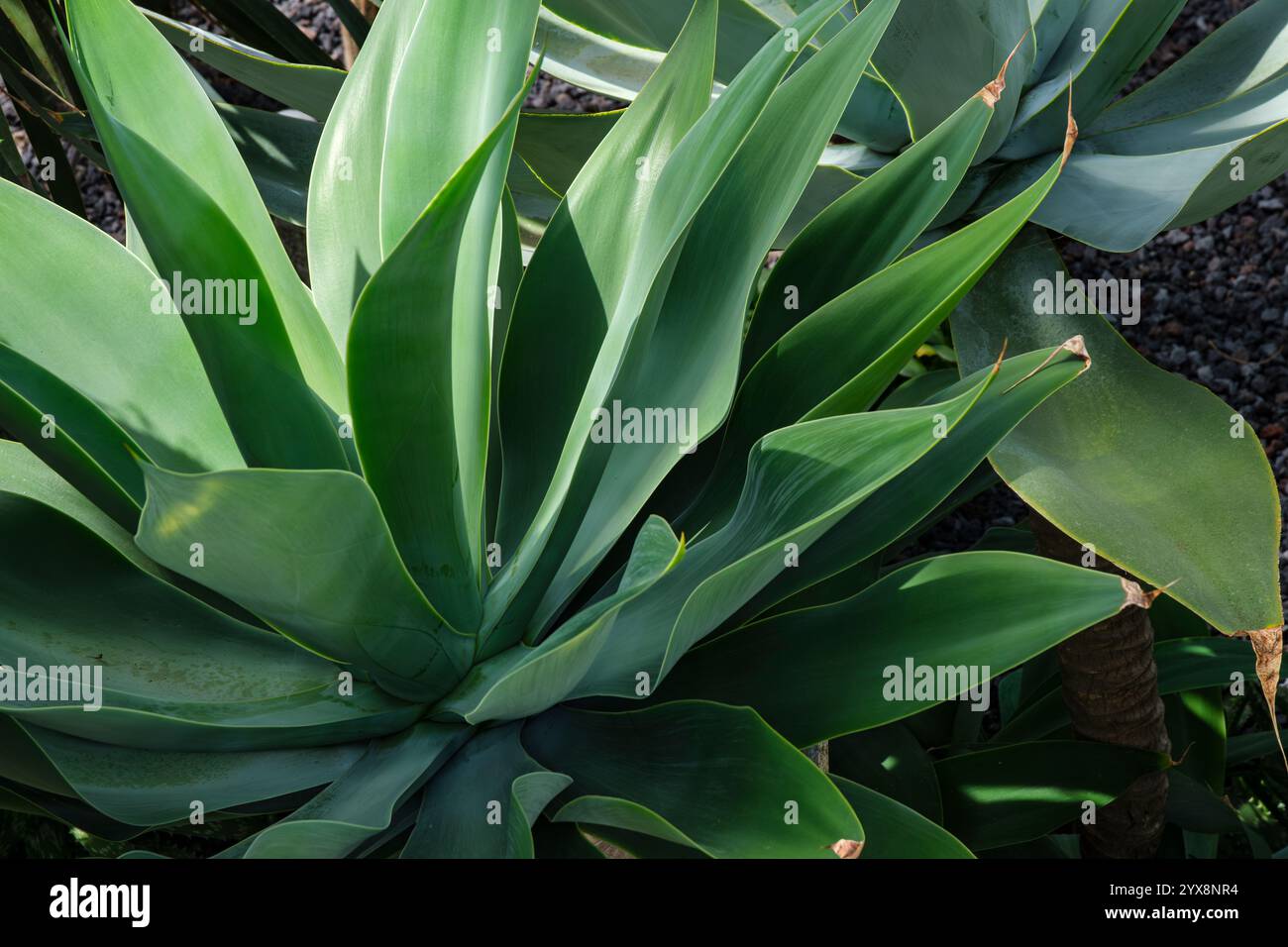 Structure of the leaf rosette of an agave species, Überlingen Plant ...