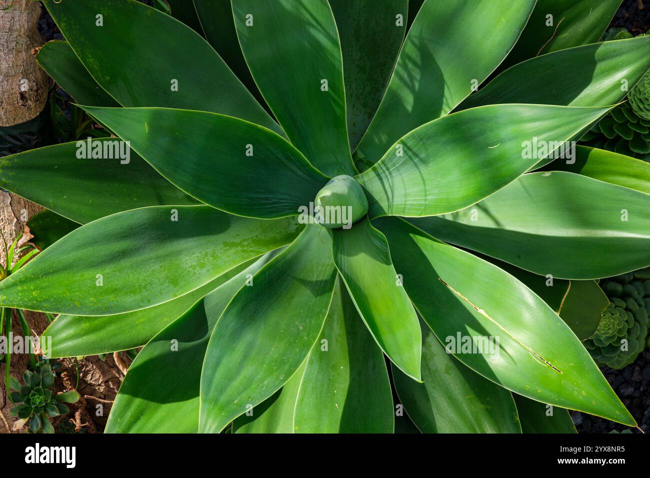 Structure of the leaf rosette of an agave species, Überlingen Plant ...