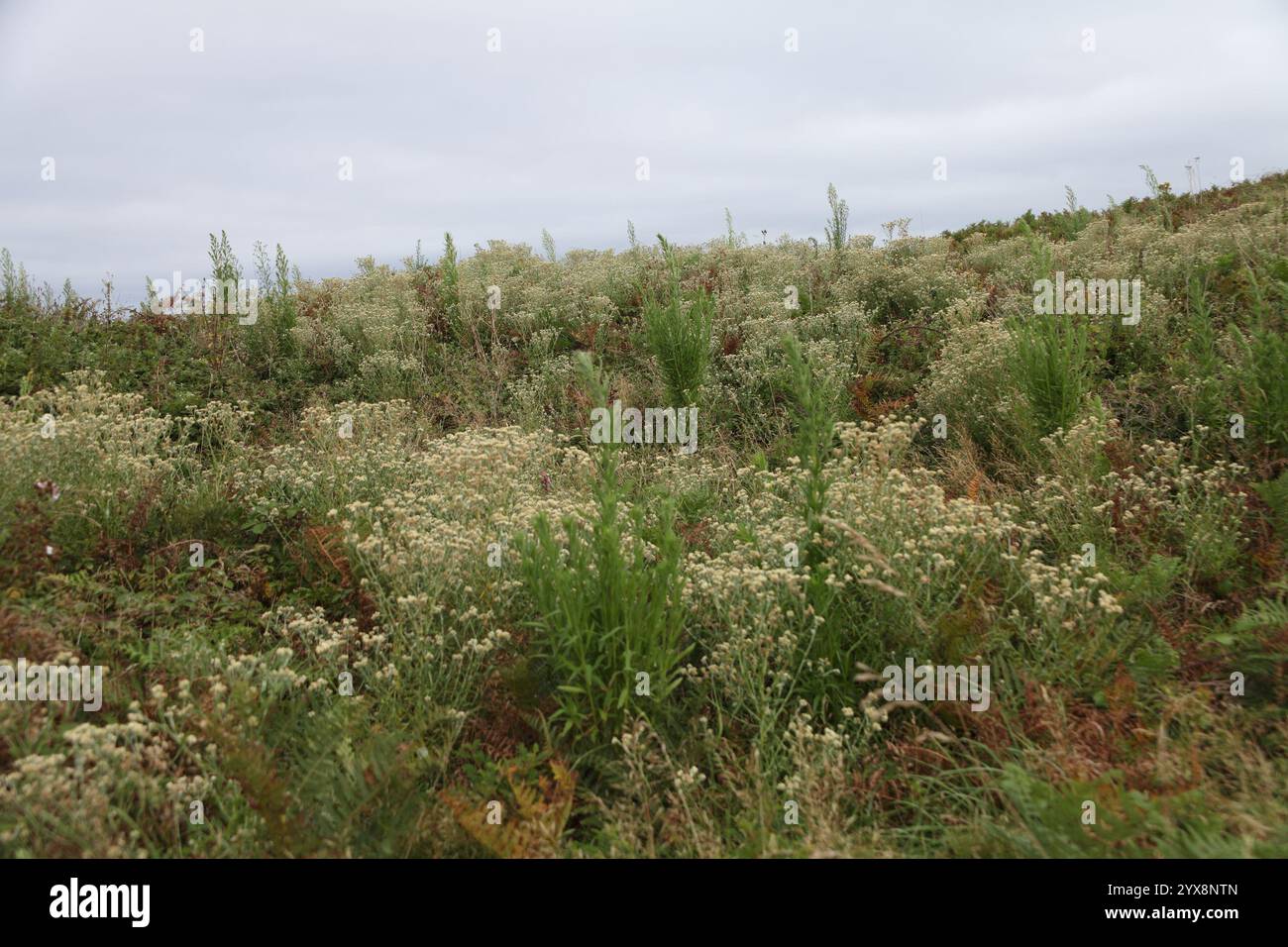 Wild flora on L'Ancresse Common, site of national Conservation ...