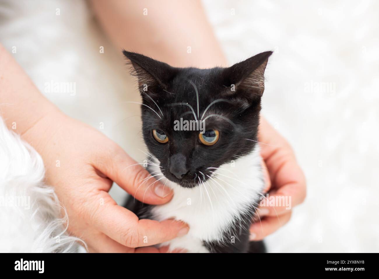 A charming and adorable black cat is playfully spraying water while ...