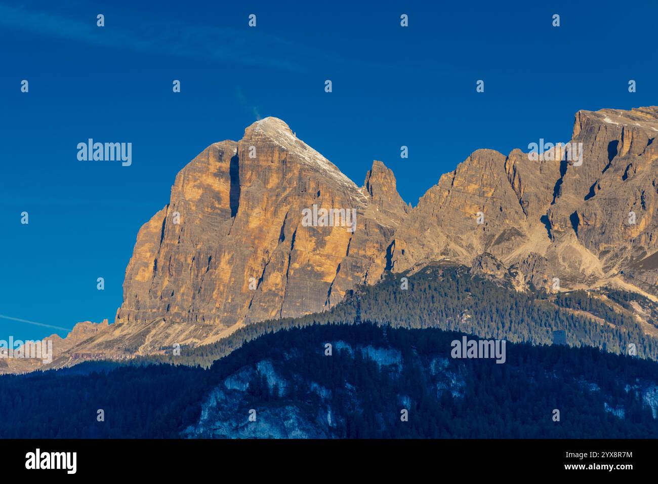 Alpine roses in the mountains hi-res stock photography and images - Alamy