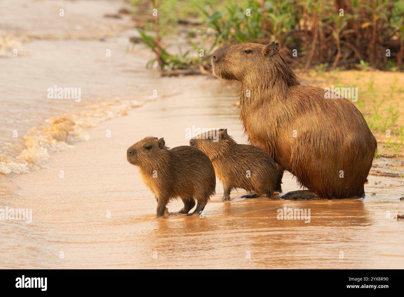 Capybara babies on beach together alone by river in Pantanal Brazil ...