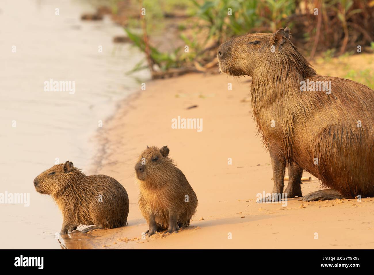 Capybara family on sandy river side in Pantanal Brazil Stock Photo - Alamy