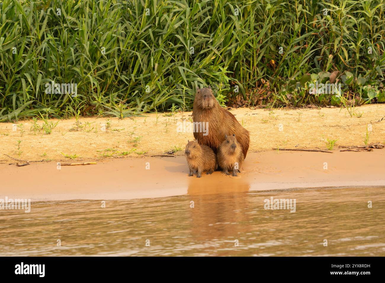 Capybara babies and mother sitting together on beach by river in ...