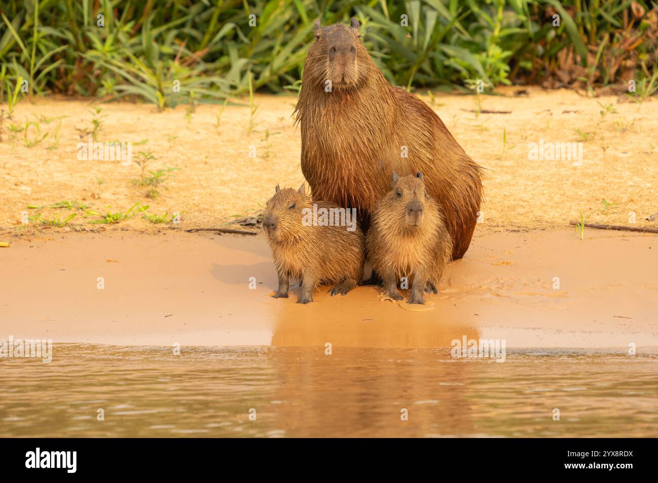 Capybara babies and mother sitting together on beach by river in Pantanal Brazil Stock Photo - Alamy