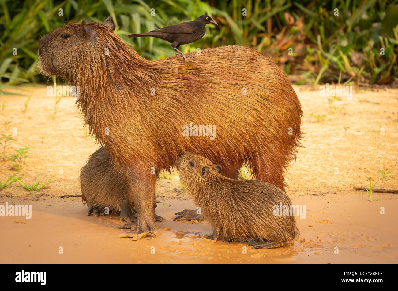 Capybara babies and mother sitting together on beach with carib grackle ...