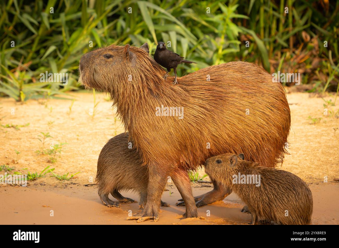 Capybara babies and mother sitting together on beach with carib grackle ...
