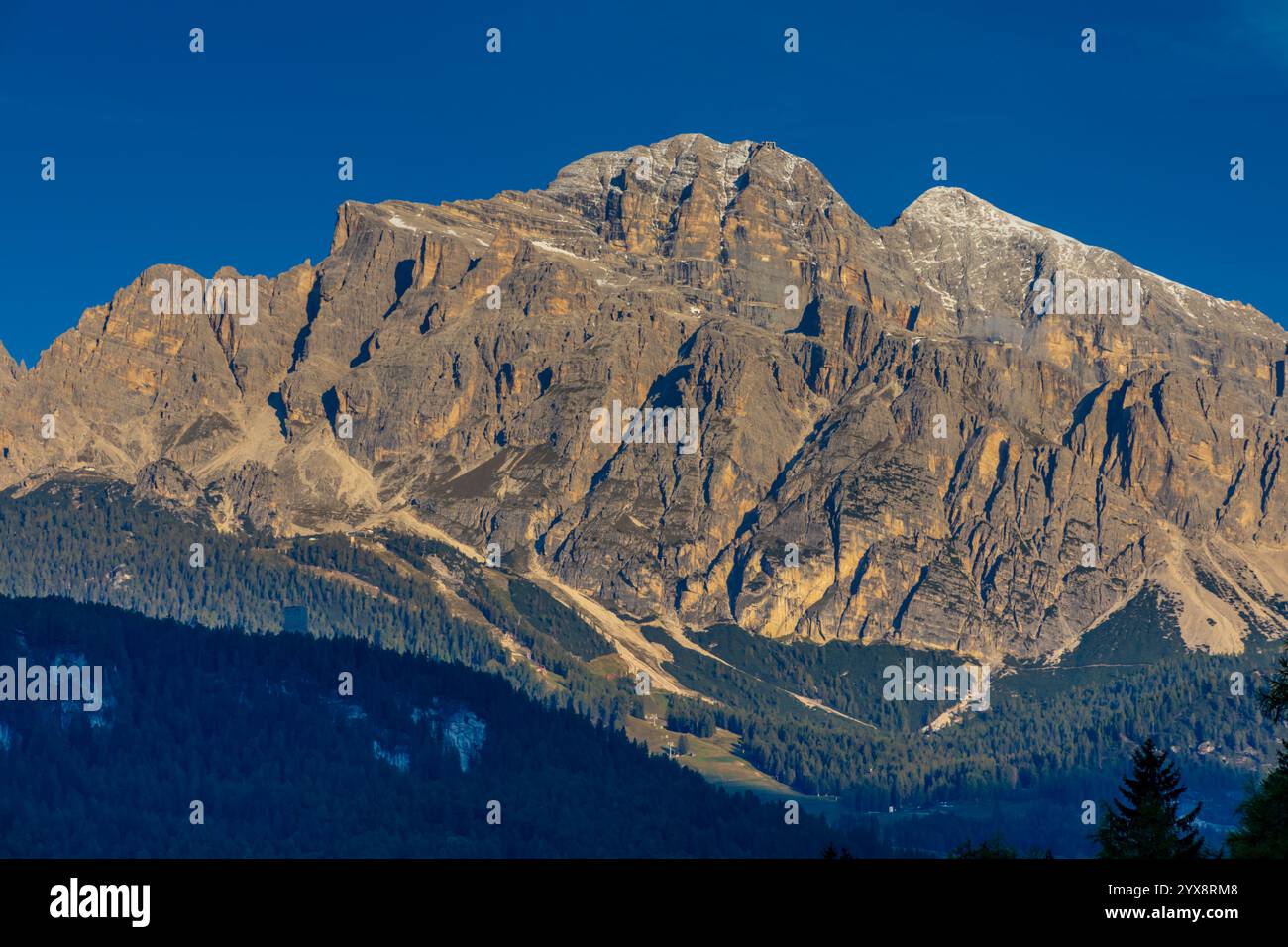 Alpine roses in the mountains hi-res stock photography and images - Alamy