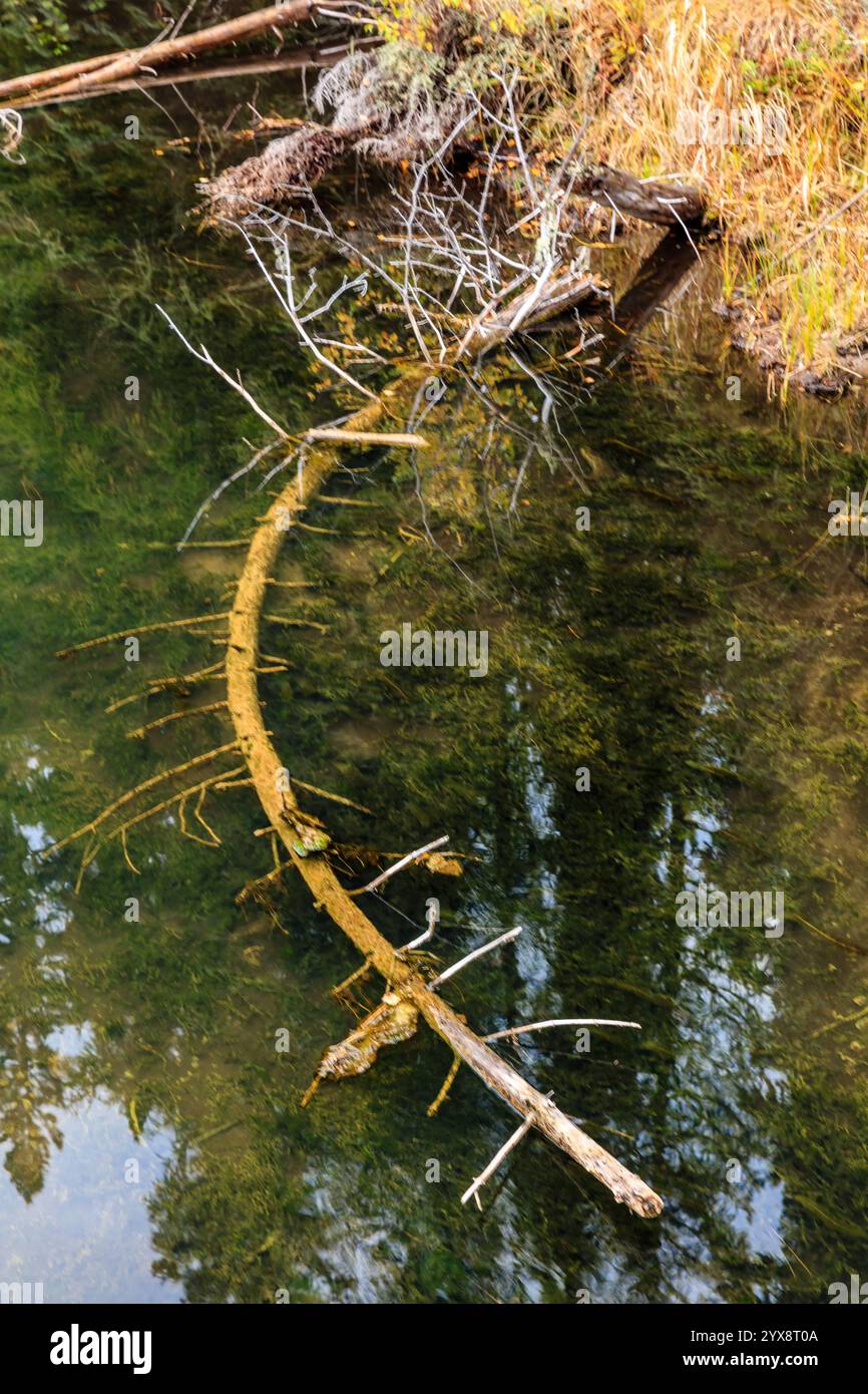 A long log is floating in a body of water. The water is green and the ...