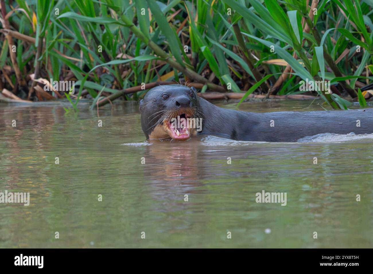 Giant otter fish in mouth hi-res stock photography and images - Alamy