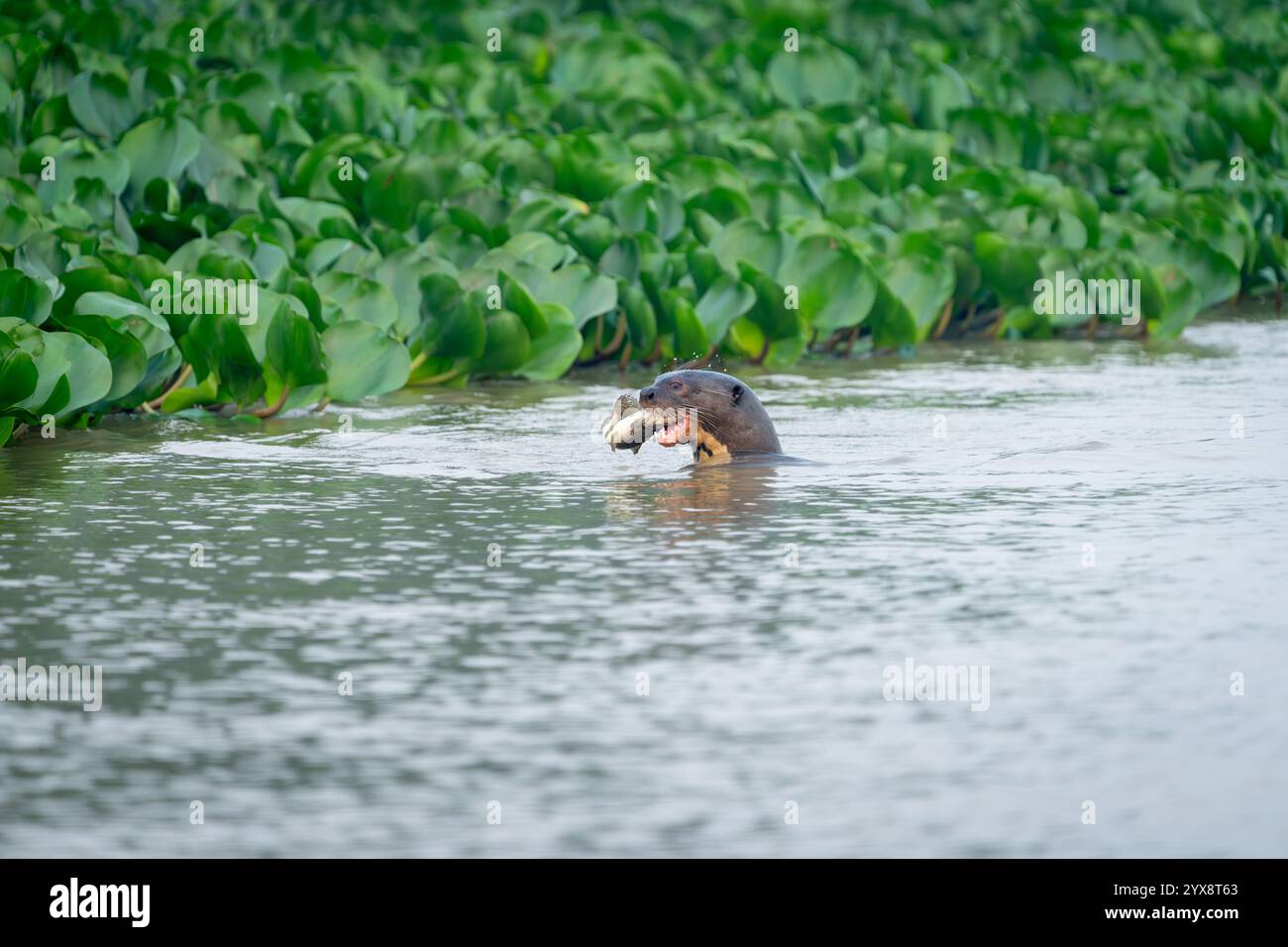 Giant otter hunting and catching fish in river in Pantanal Brazil Stock ...