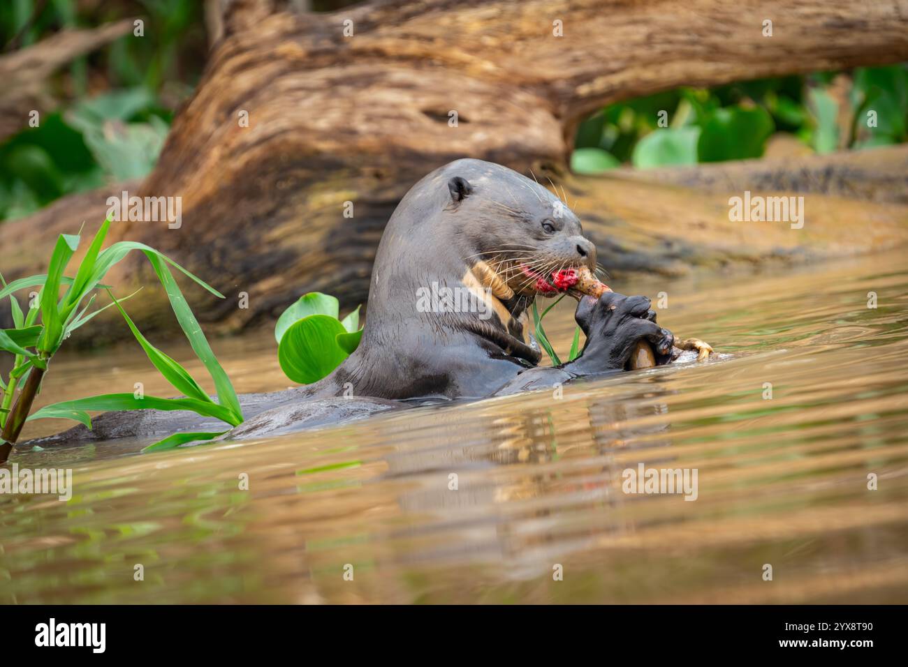 Giant river otter munching on eel held in front webbed feet in the ...