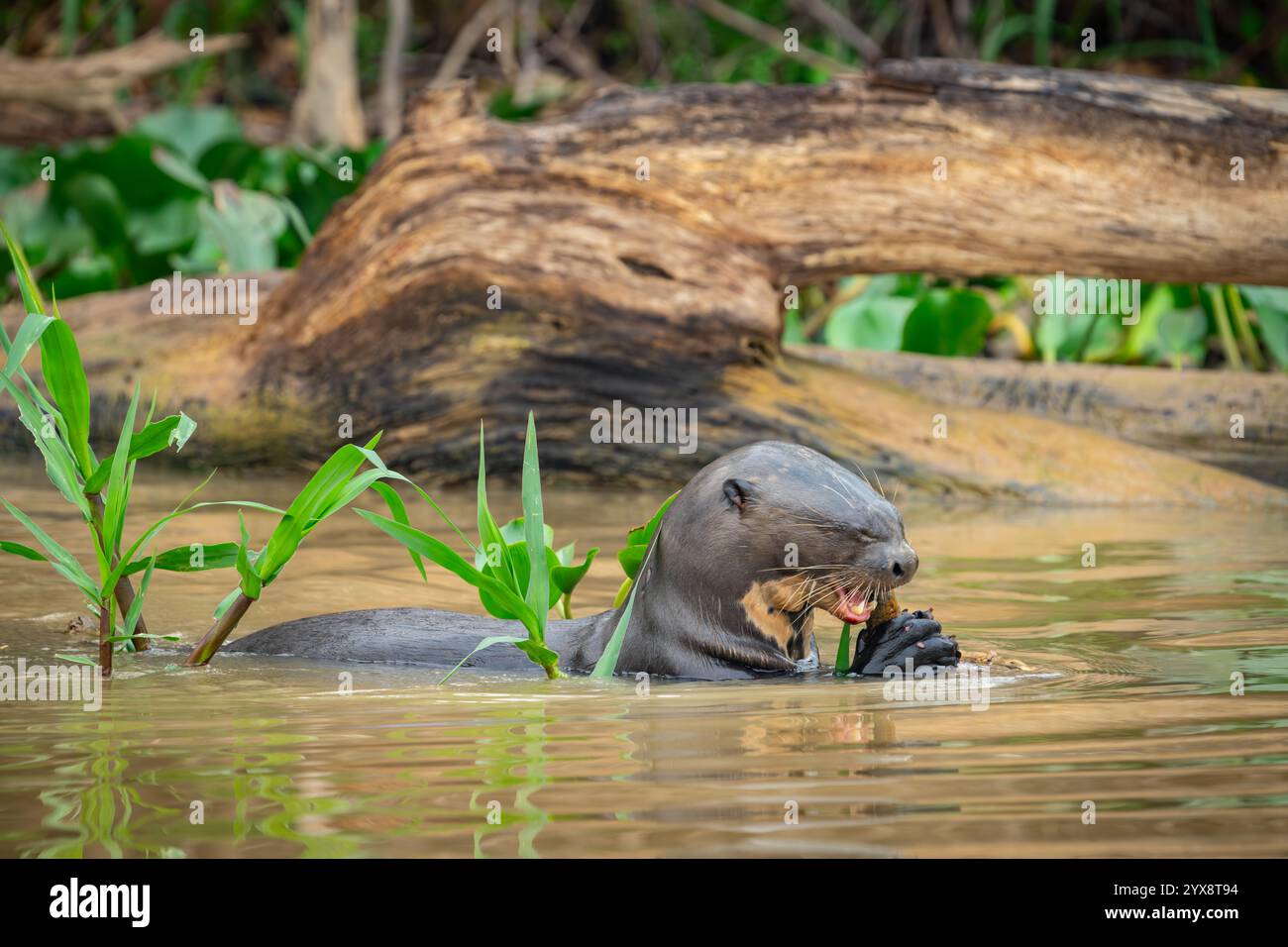 Giant river otter munching on eel held in front webbed feet in the ...