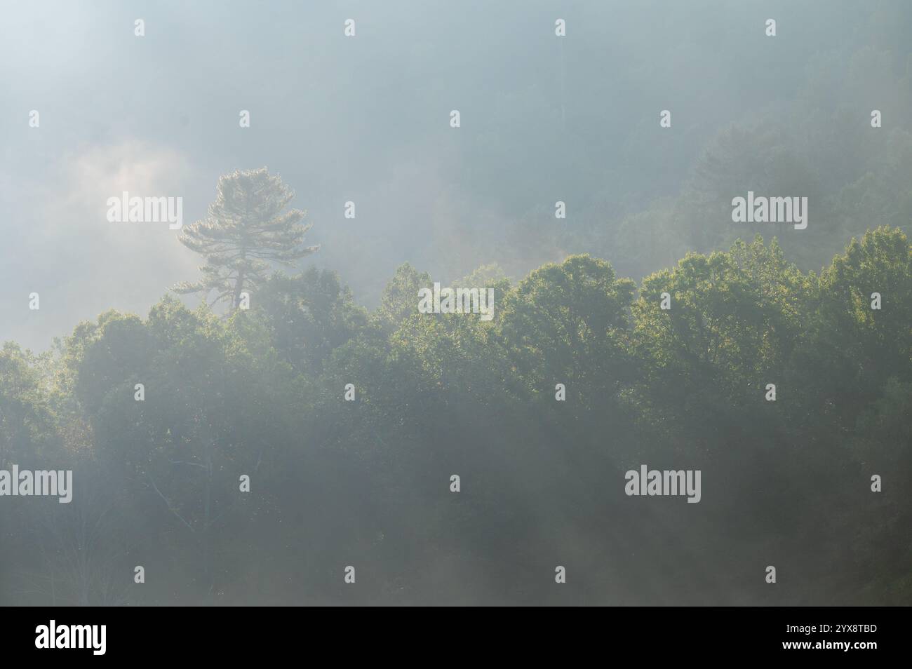 Shafts Of Faint Light Break Through Foggy Forest Edge in the Smokies ...