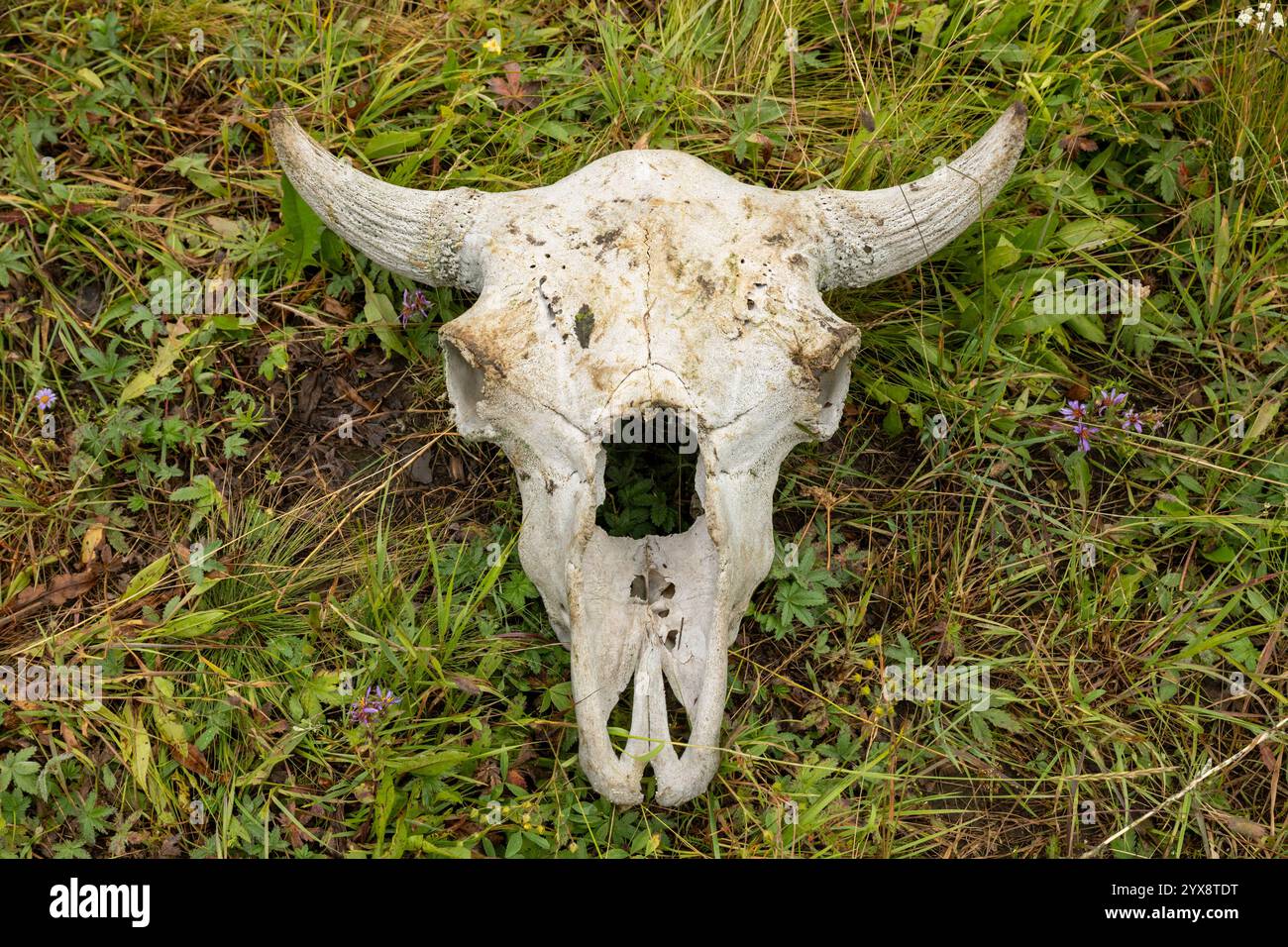 Small Purple Flowers Bloom Around Bleached Bison Skull in Yellowstone ...