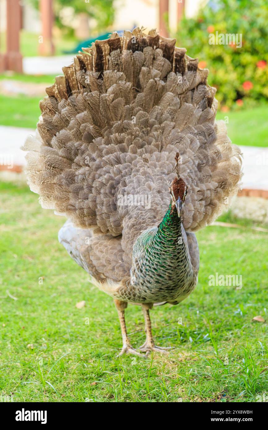 Tail spread out hi-res stock photography and images - Alamy