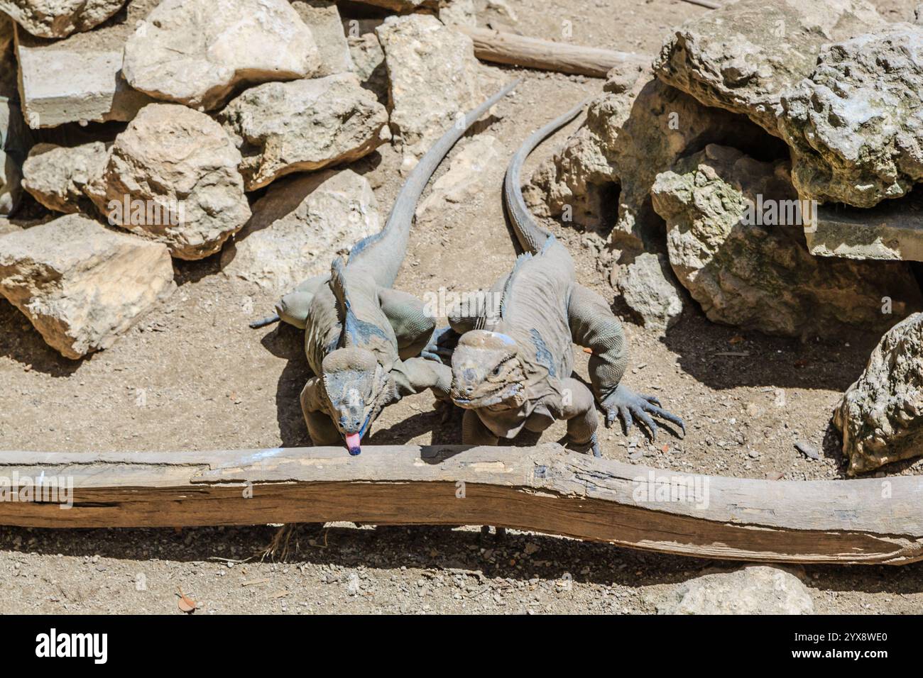 Two lizards are on a log in a zoo enclosure. One of the lizards is ...