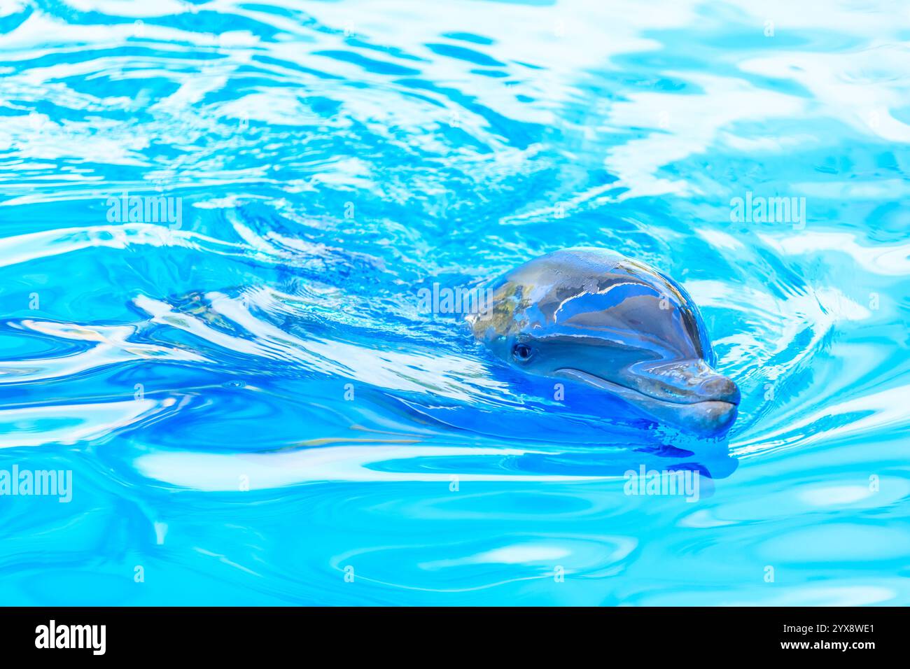 A dolphin is swimming in the ocean. The water is blue and the dolphin ...