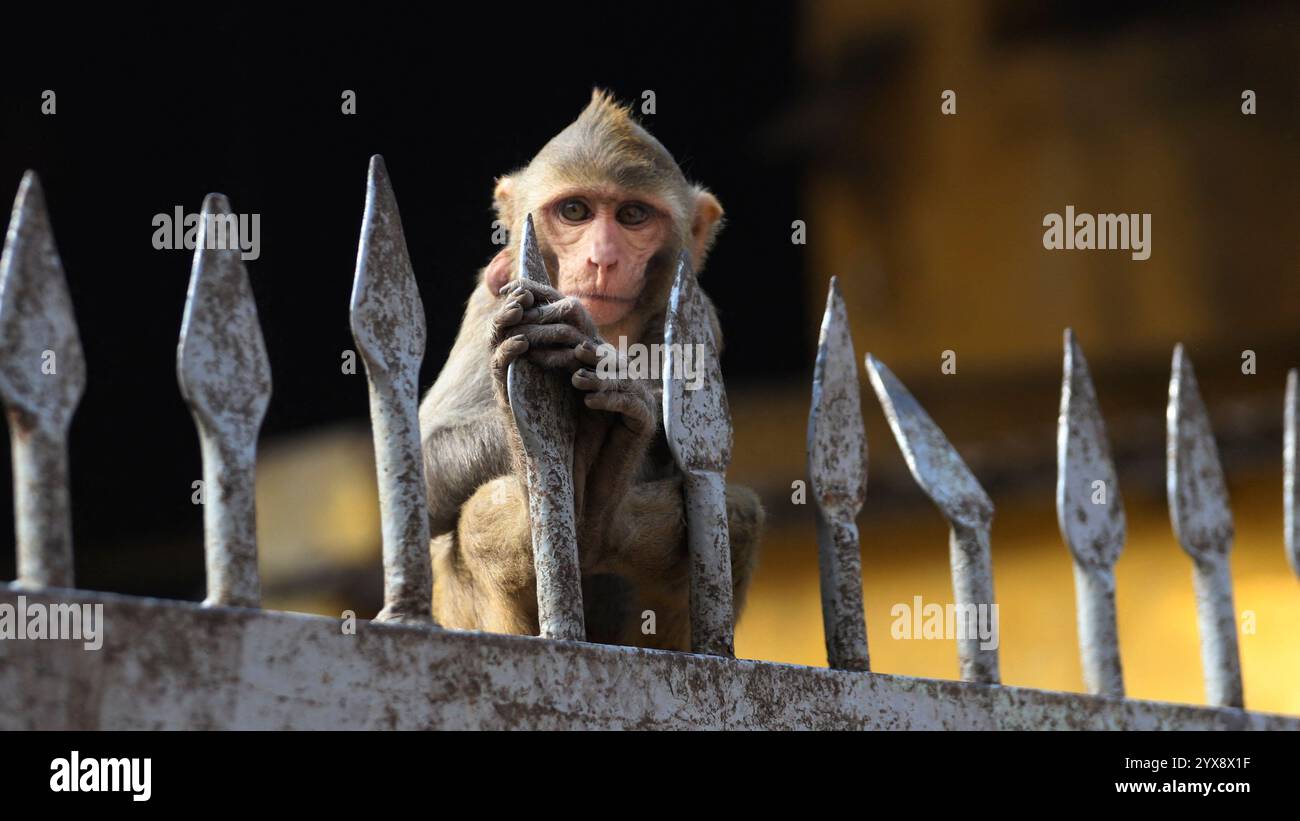 Monkey Day is an unofficial international holiday celebrated on ...