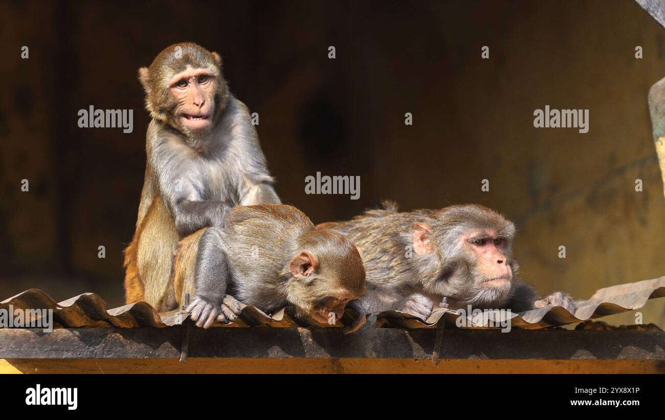 Monkey Day is an unofficial international holiday celebrated on ...