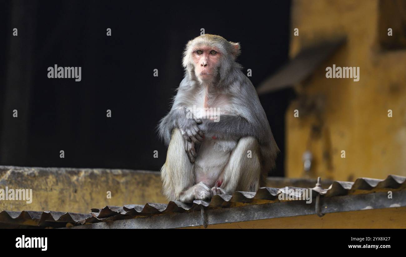 Monkey Day is an unofficial international holiday celebrated on ...