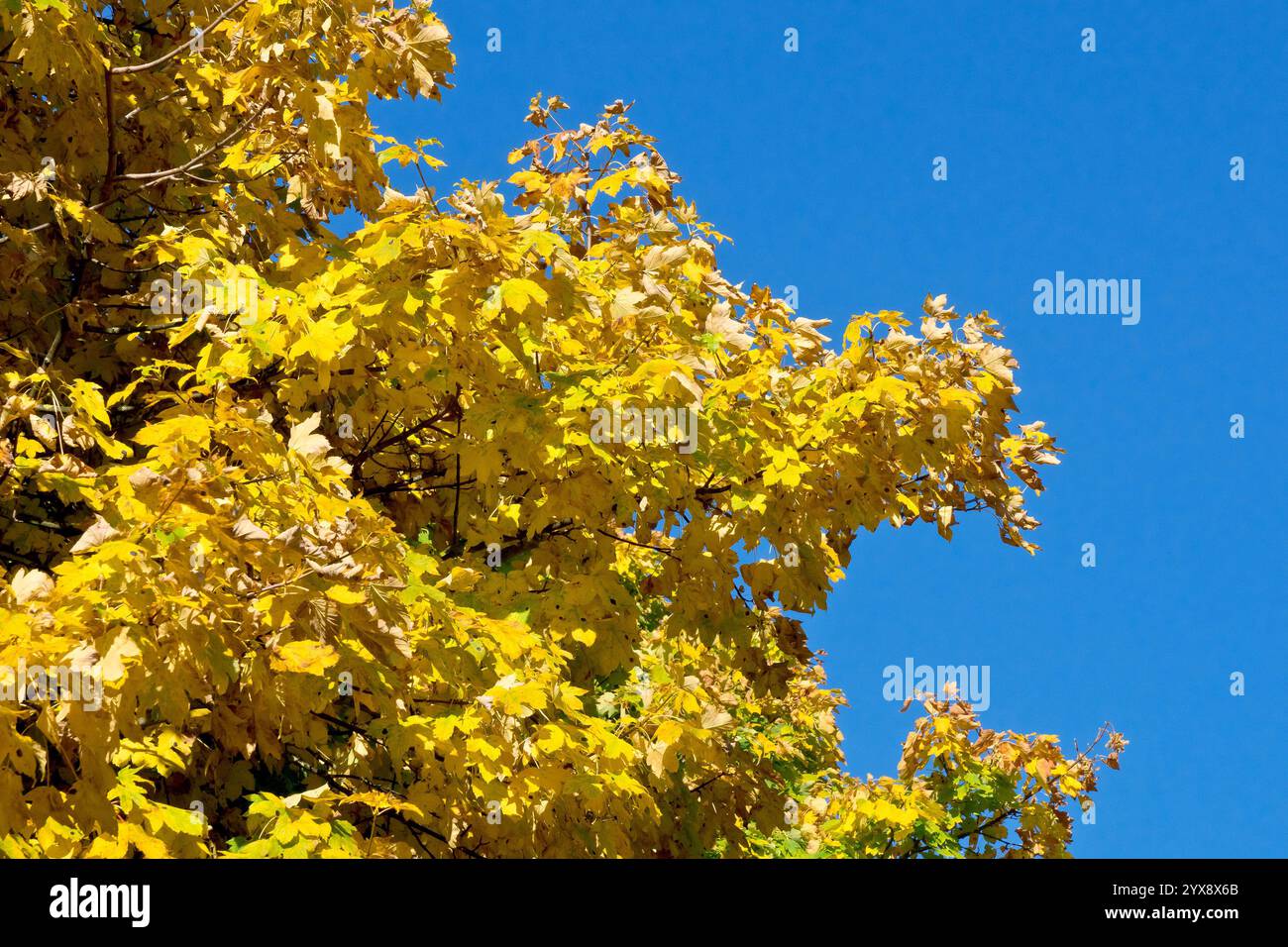 Sycamore (acer pseudoplatanus), close up of the leaves of the common ...