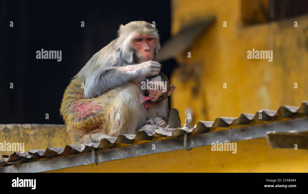Dhaka, Wari, Bangladesh. 14th Dec, 2024. Monkey Day is an unofficial ...