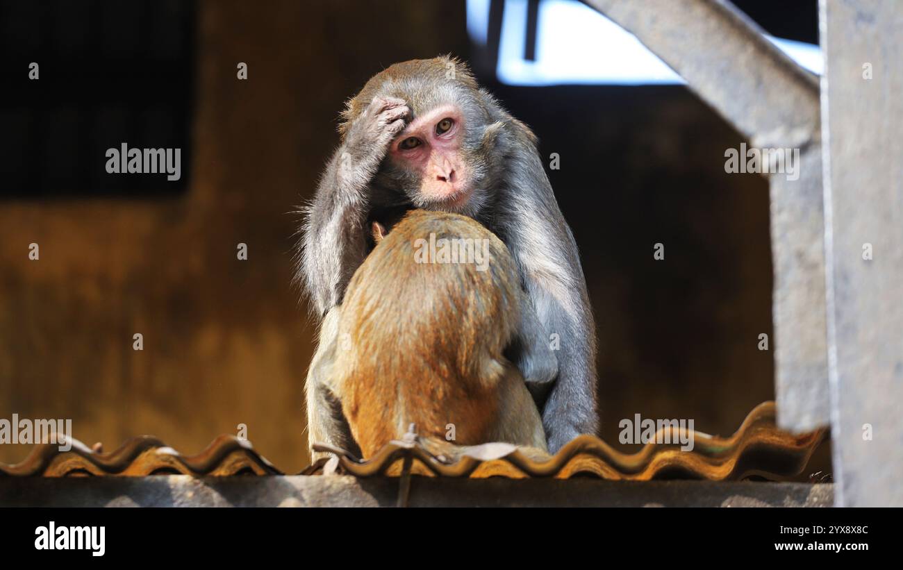 December 14, 2024, Dhaka, Wari, Bangladesh: Monkey Day is an unofficial international holiday ...